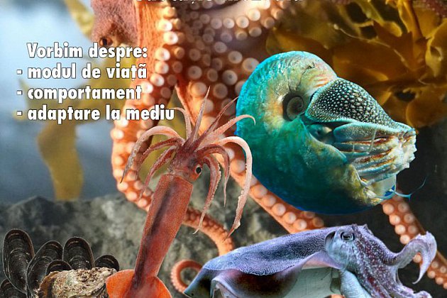 Moluște- marine, terestre și dulcicole, din România și străinătate, la ...